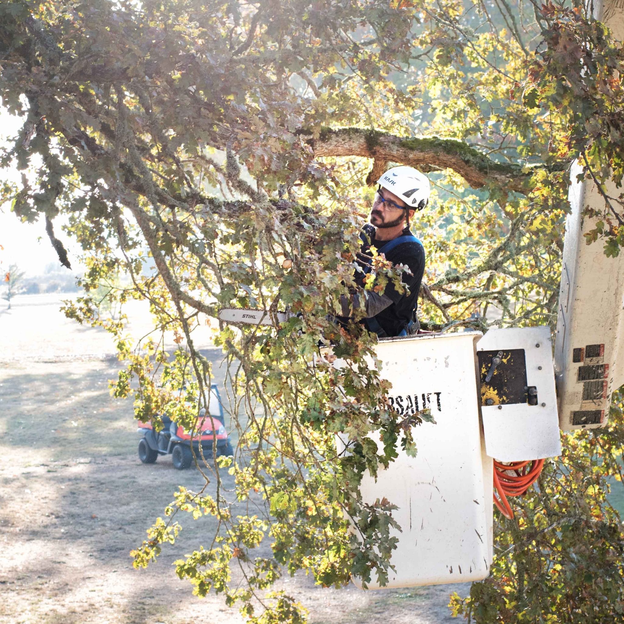 For professional, experienced tree care — Childress Tree. - Childress ...
